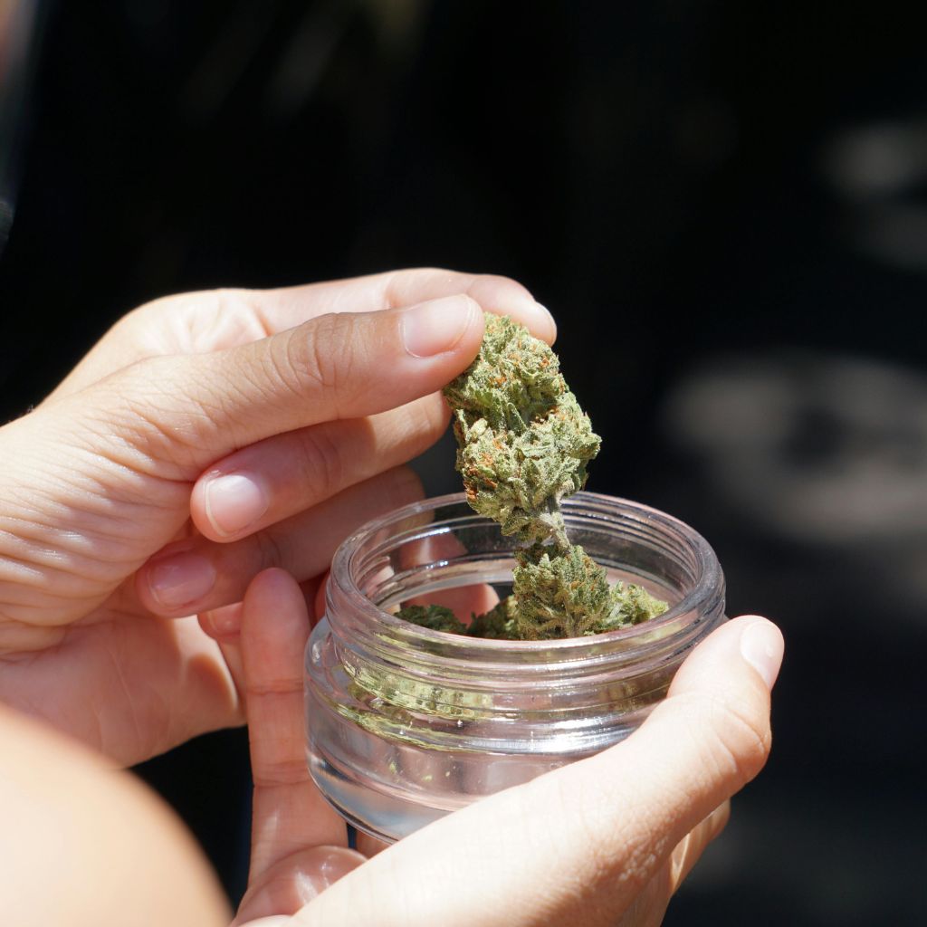 Indica vs Sativa: Understanding the Differences & Effects – Glass Bongs ...